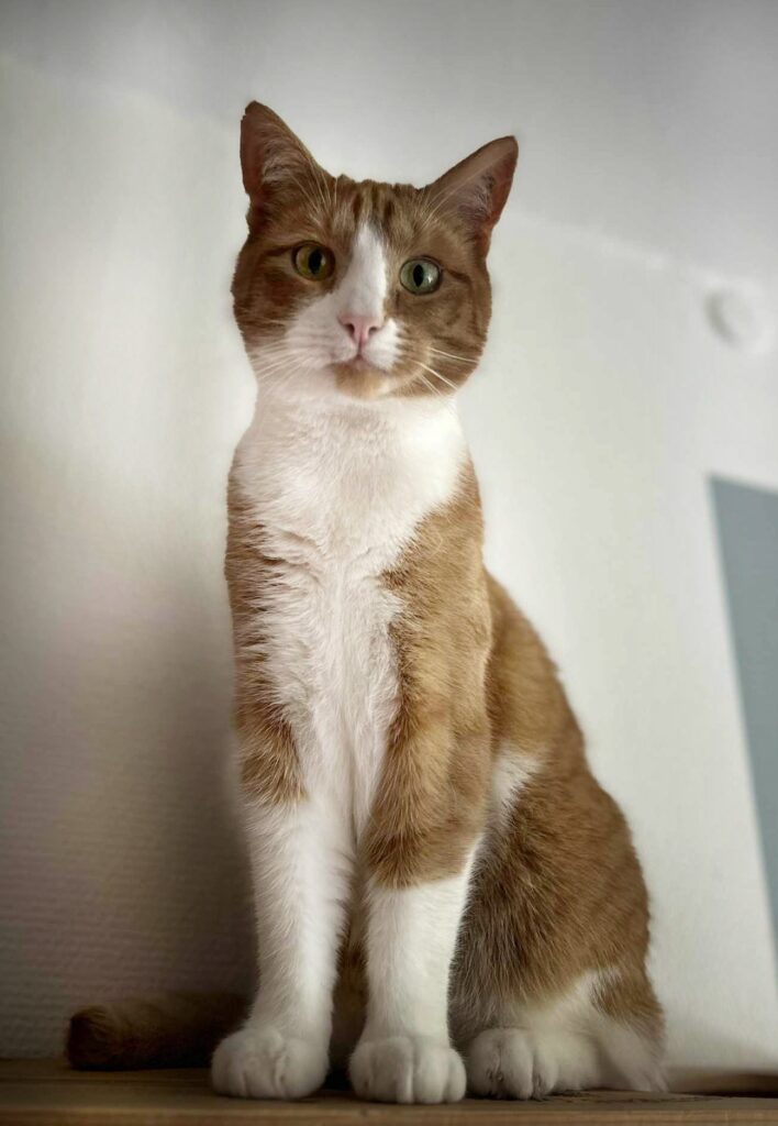 Adopter en kat – Red Katten