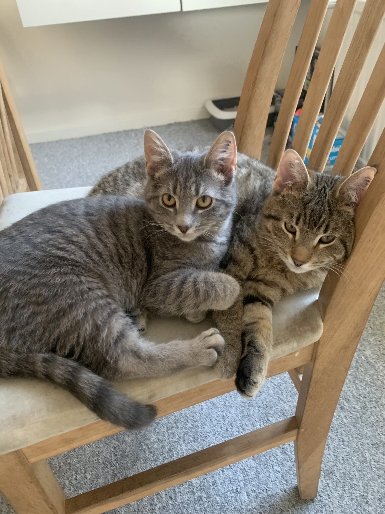 Adopter en kat – Red Katten