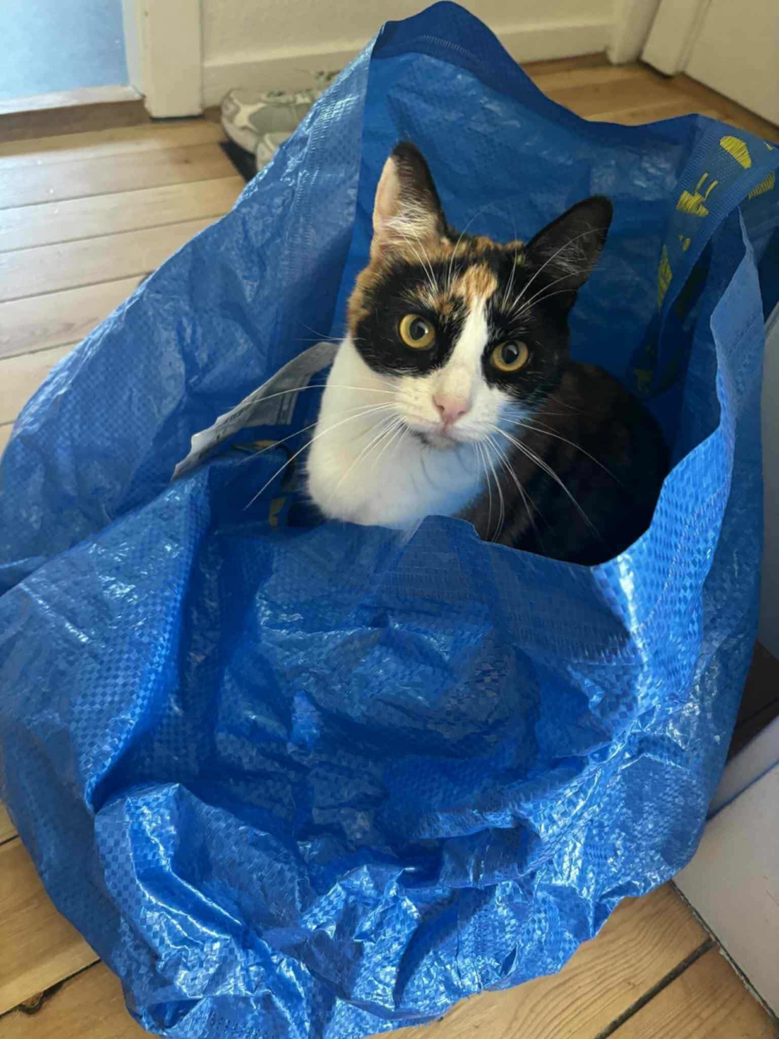 Adopter en kat – Red Katten