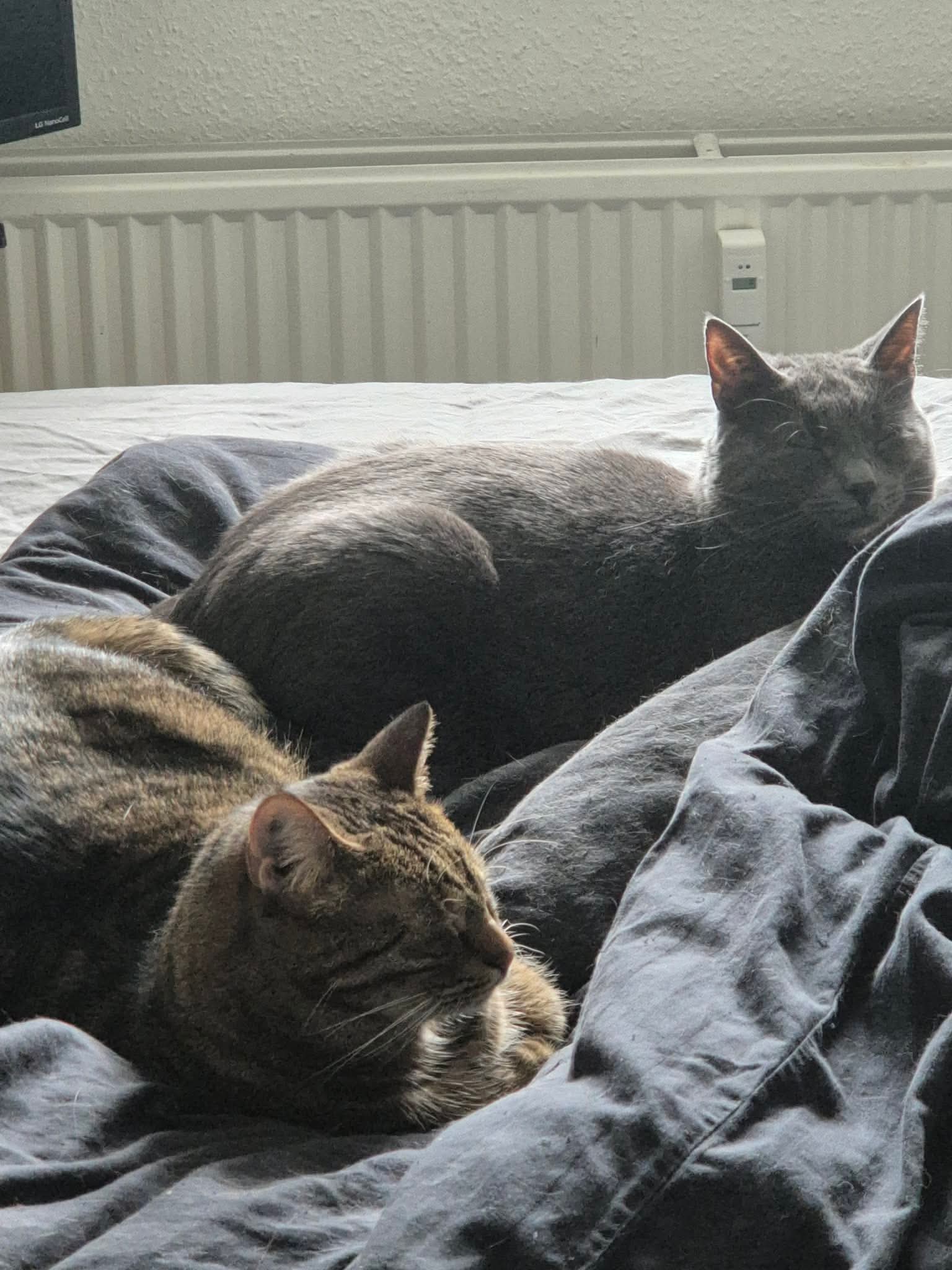 Adopter en kat – Red Katten